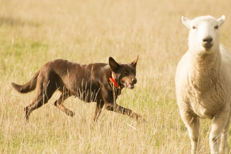 BELOKA EASTER SHEEP DOG TRIALS - Beloka Kelpie Stud and Working Dog ...