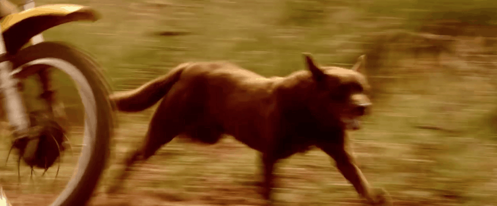 Two Beloka Kelpies star in 'Red Dog: true blue' movie! - Beloka Kelpie ...