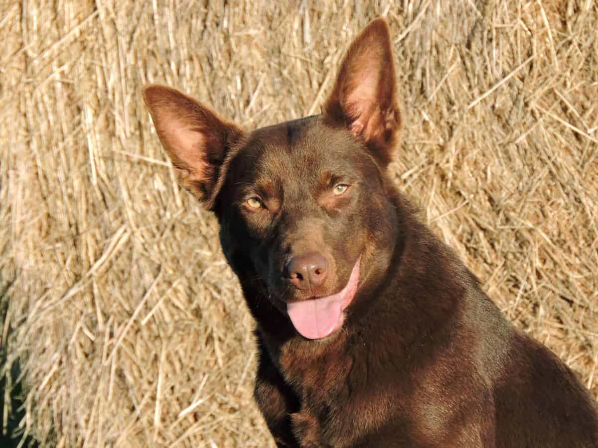 Red Kelpie Puppies