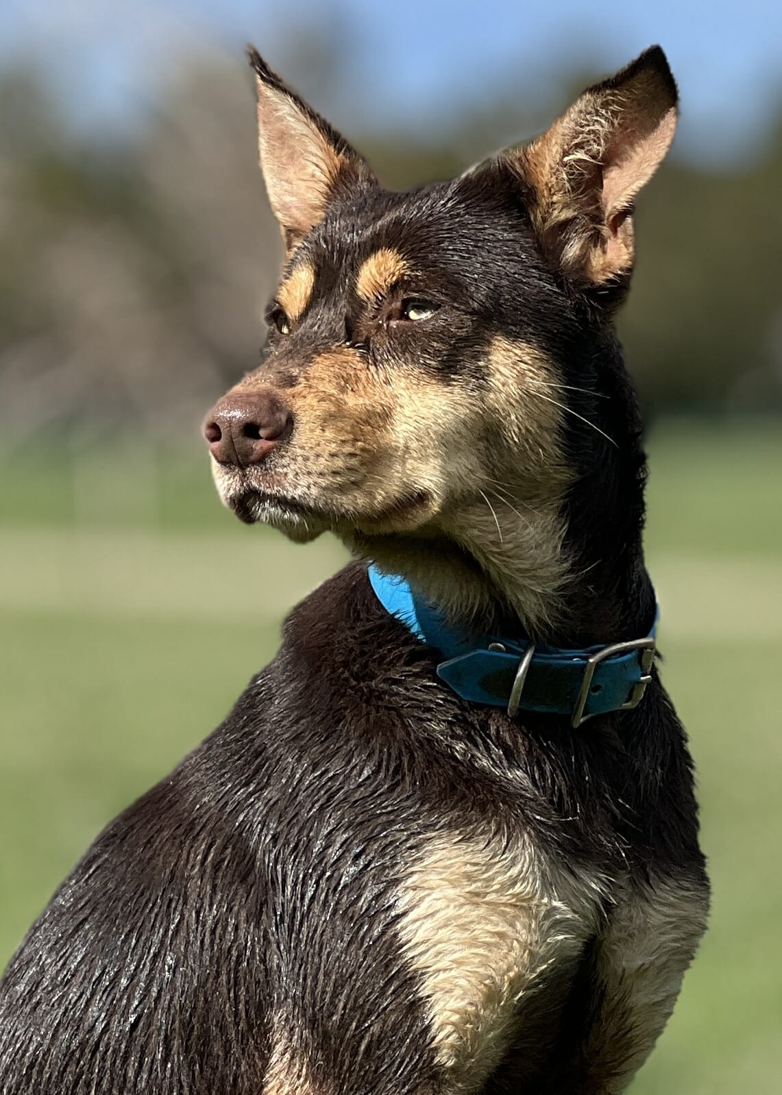 S/bred Tilly V - Beloka Kelpie Stud and Working Dog Training