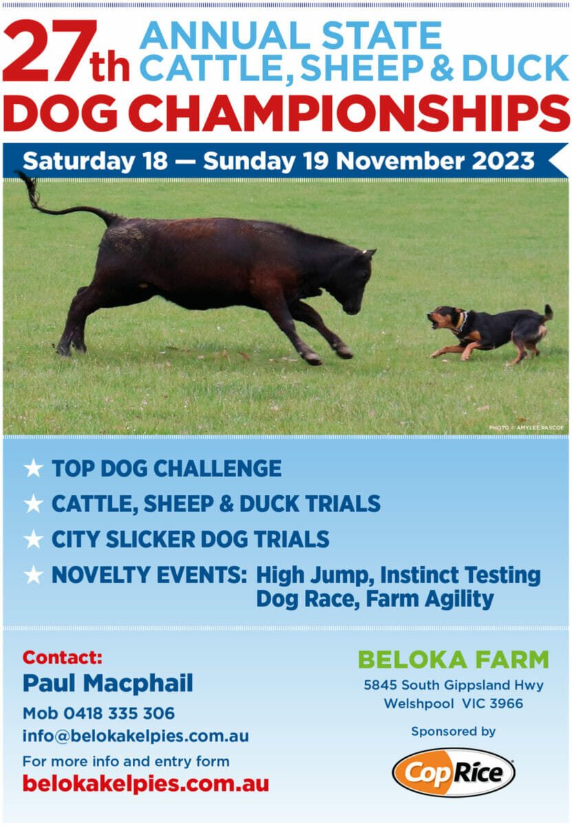 Working dog trials - Beloka Kelpie Stud and Working Dog Training