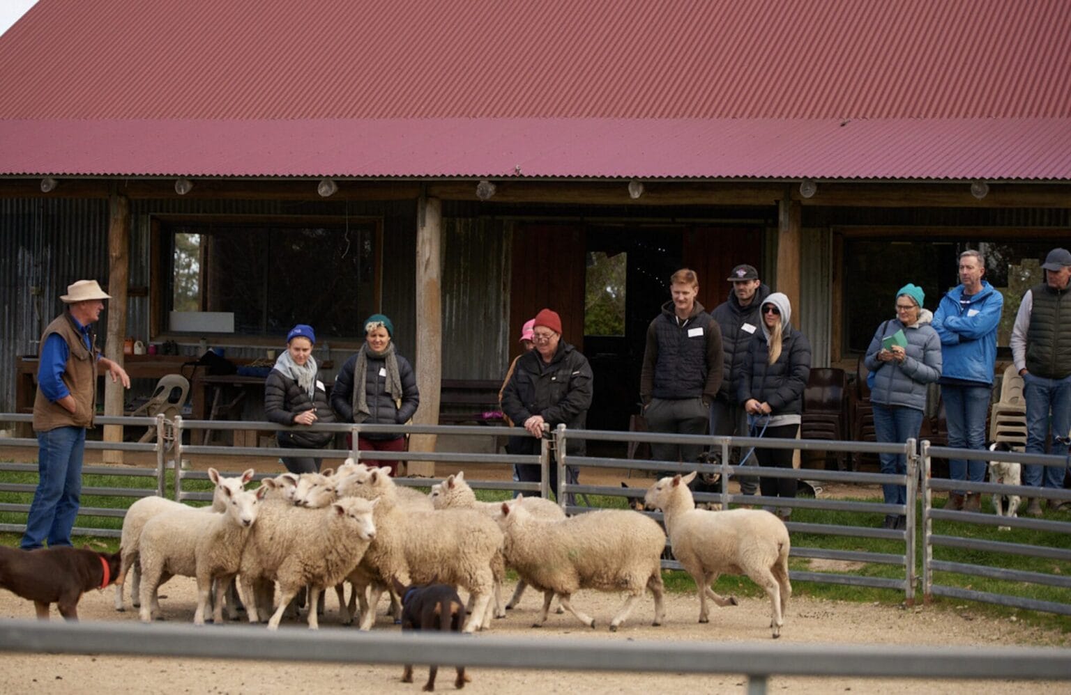Working Dog School – Nov 15 & 16 - Beloka Kelpie Stud and Working Dog ...