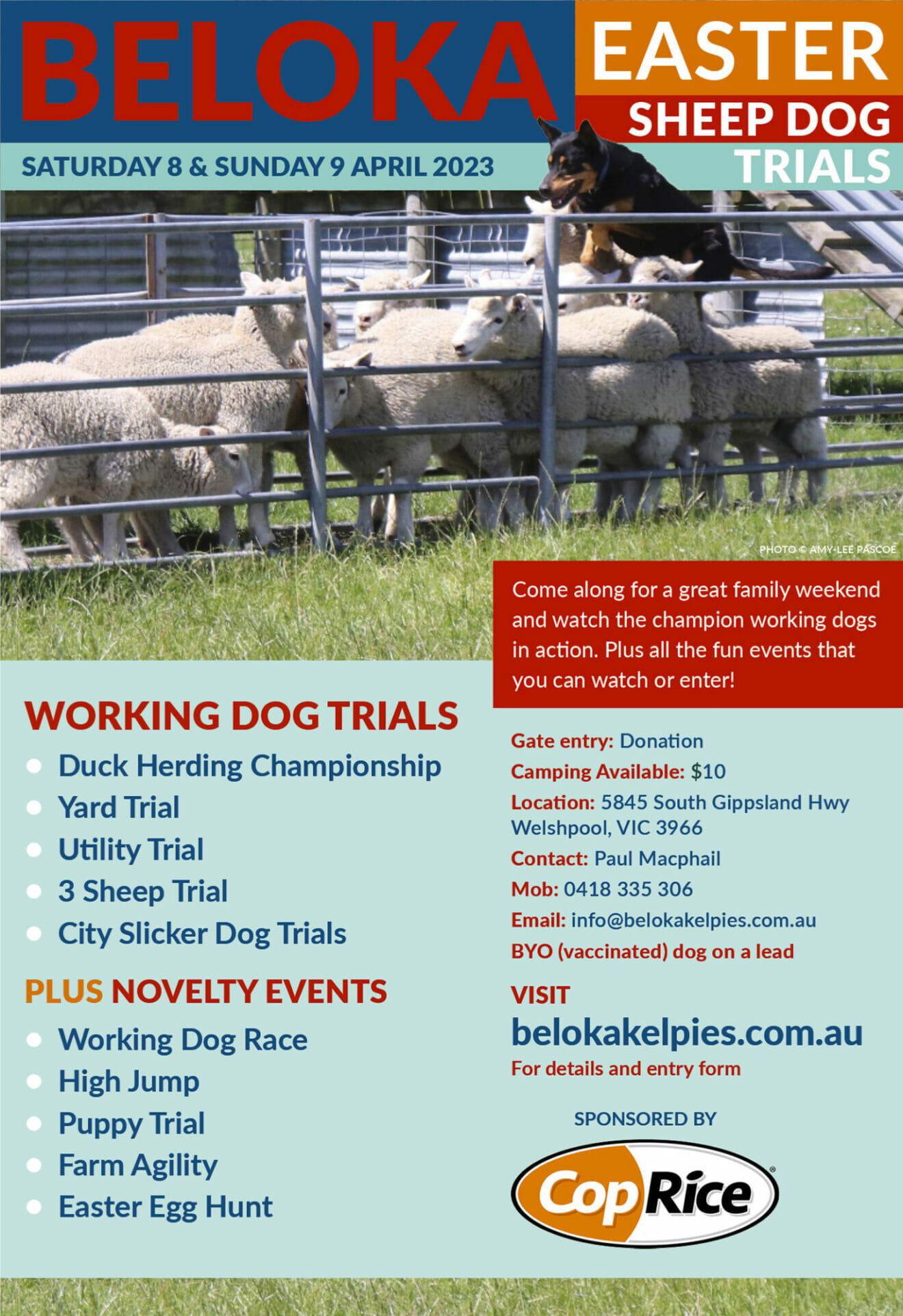 Easter Sheep Dog Trials - Beloka Kelpie Stud and Working Dog Training